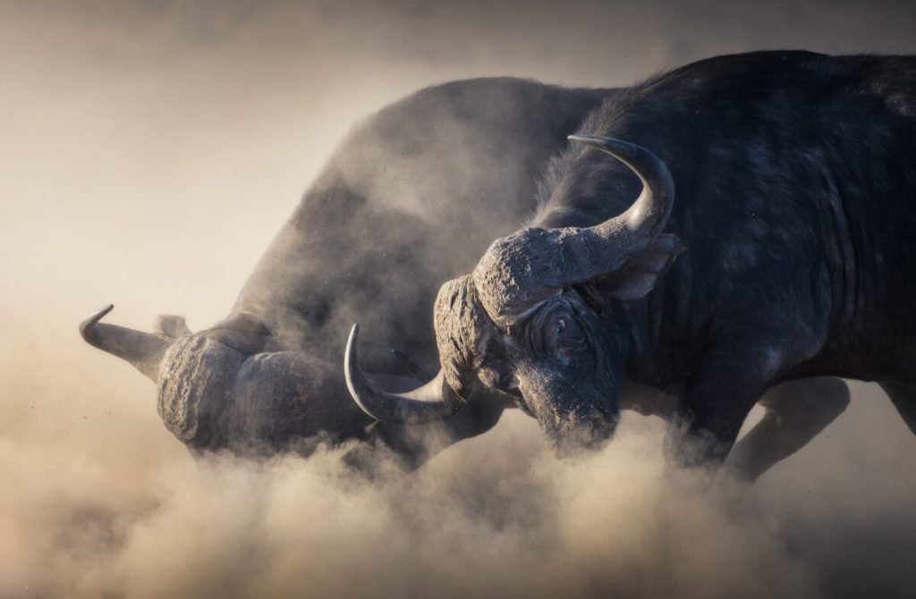 The South African Photographer of the Year Competition Exhibition ...